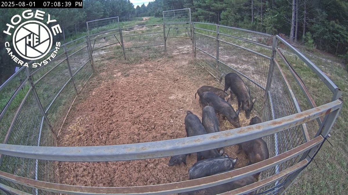Wild Hog Control Program application period opens – The Copiah Monitor
